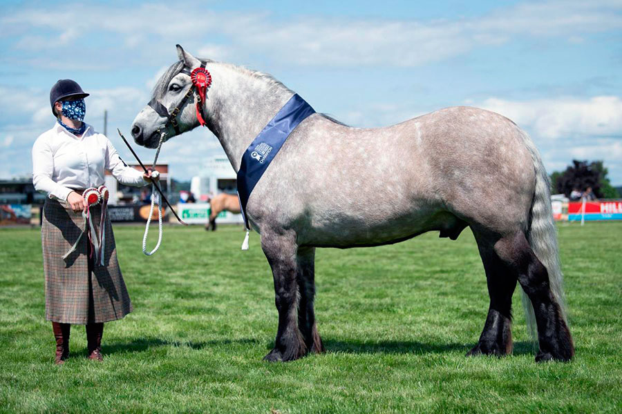 Толстые лошади больше нравятся судьям?